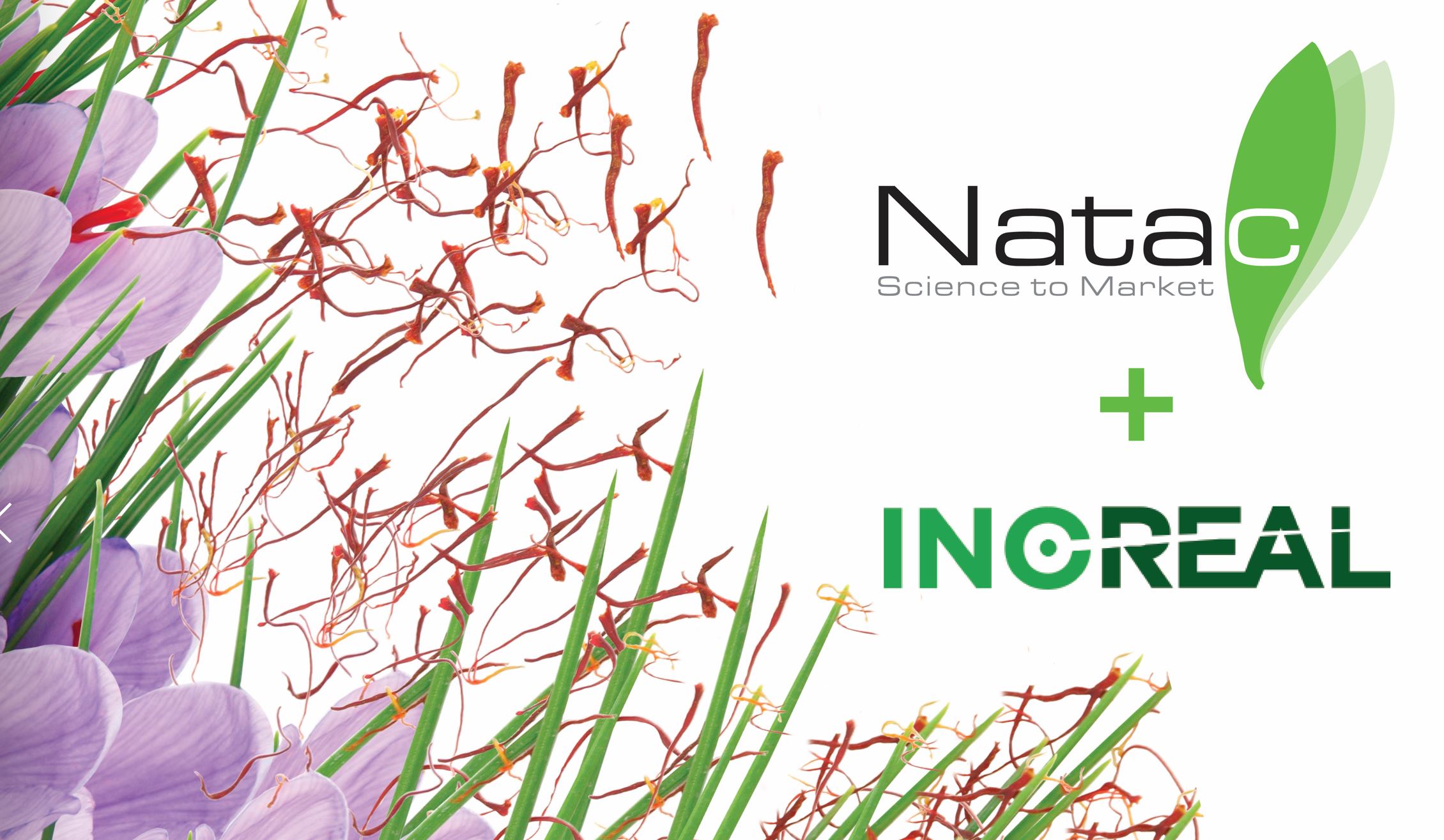 Natac successfully acquires INOREAL to expand their saffron natural ...